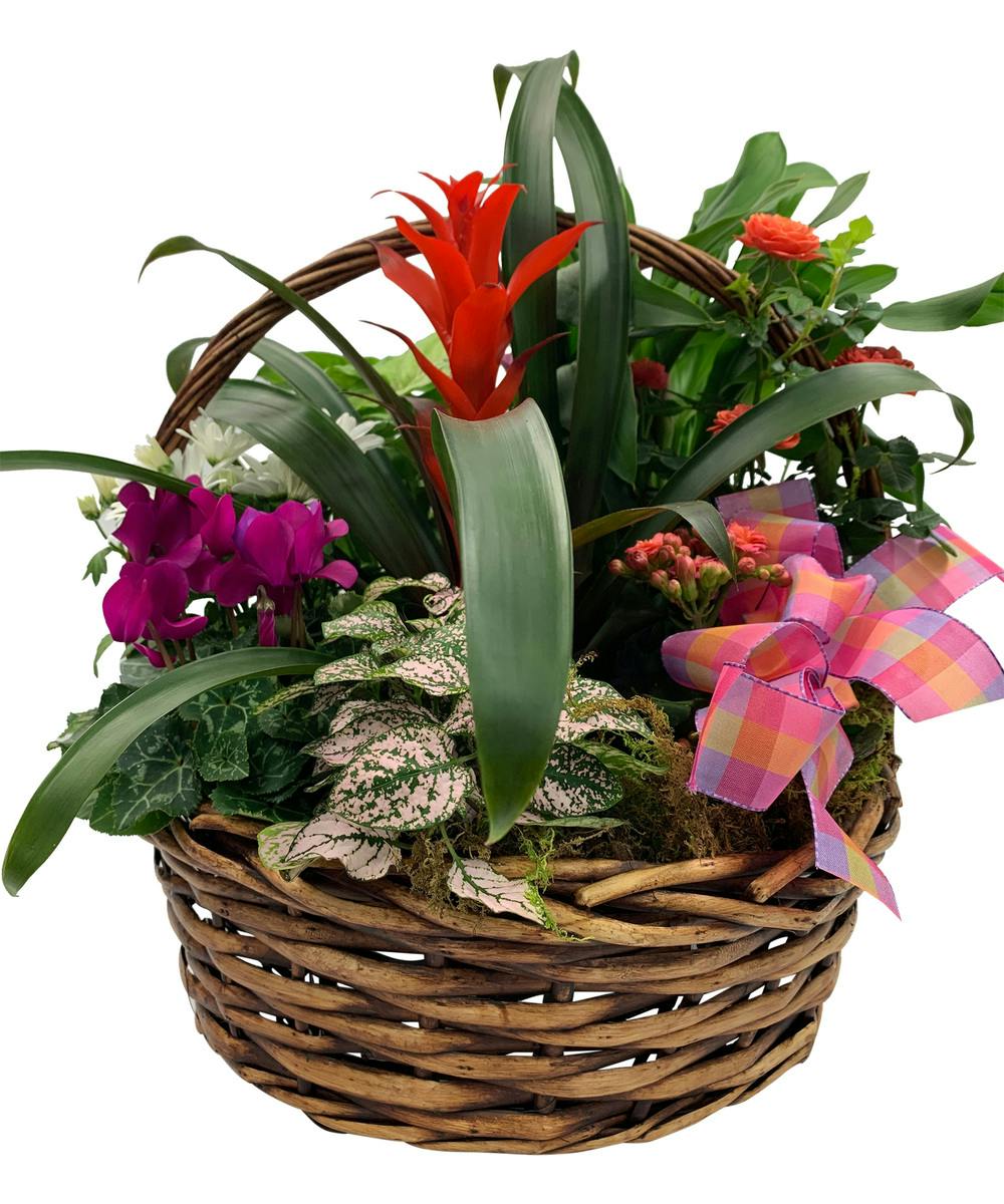 Blooming Plants-Cincinnati, Adrian Durban Florist, Florist Cincinnati